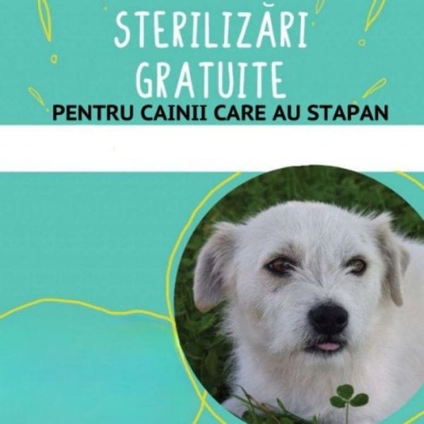 CAMPANIE DE STERILIZARE GRATUITĂ A CÂINILOR CU STĂPÂN, LA TOPOLOVENI ...