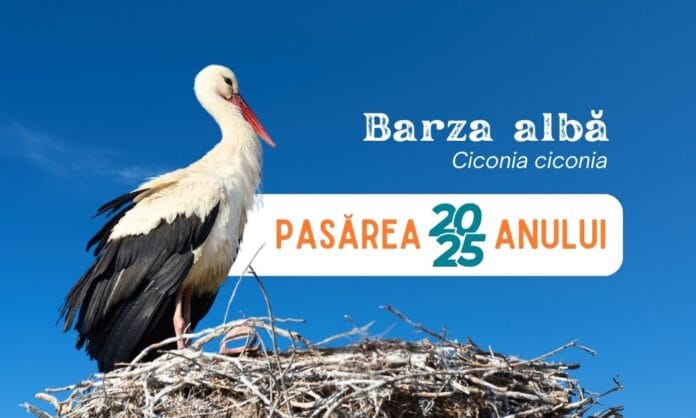 Barza albă, votată pasărea anului 2025 - RoMedia